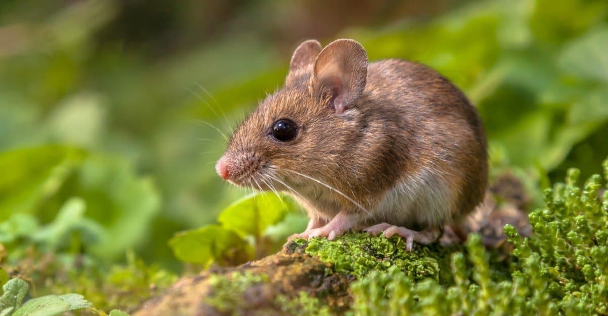 Diferencia entre rata y ratón - WikiDiferencias.com