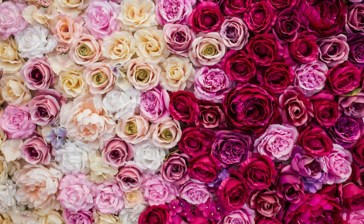 Tipos de rosas - WikiDiferencias.com