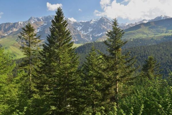 Tipos de árboles en España - WikiDiferencias.com