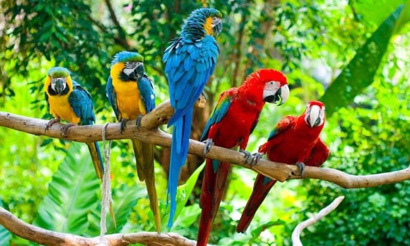 Diferencias entre loros y guacamayos - WikiDiferencias.com