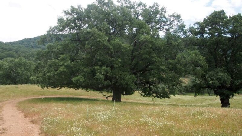 Tipos de árboles en España - WikiDiferencias.com